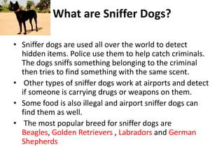 Explosive Detection by Sniffer Dog | PPTX