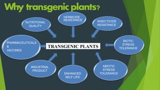 Use of transgenics in crop production | PPTX
