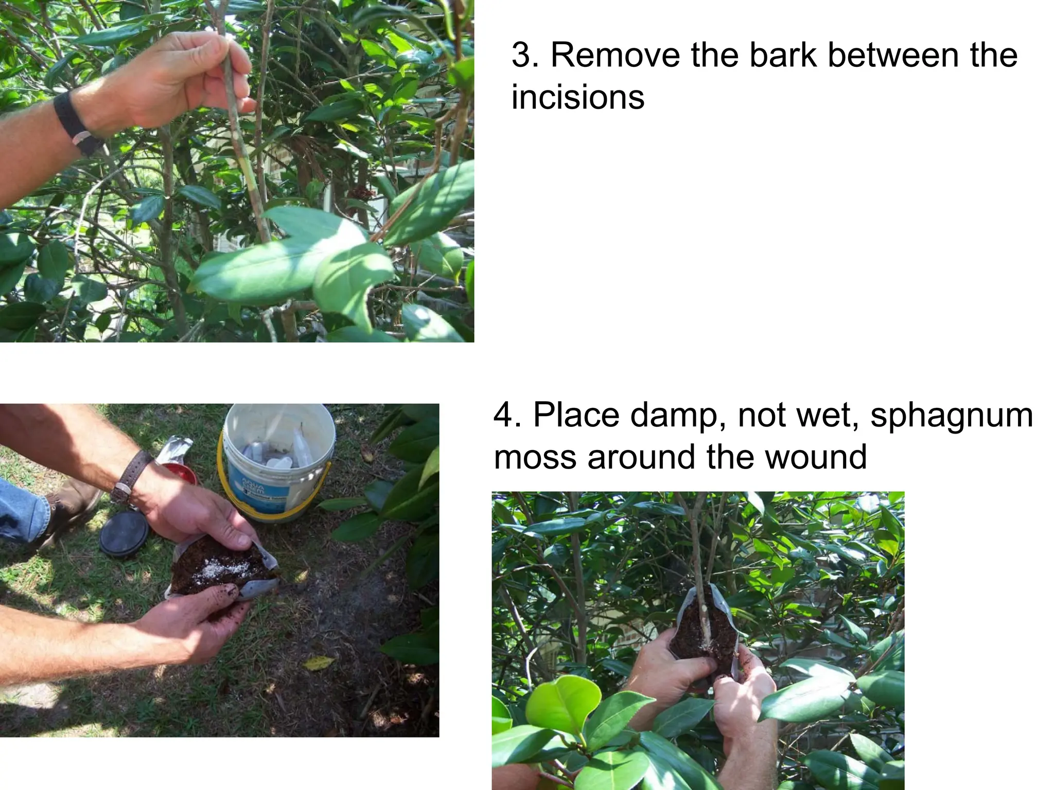 Use of vegetative propagation methods.pptx