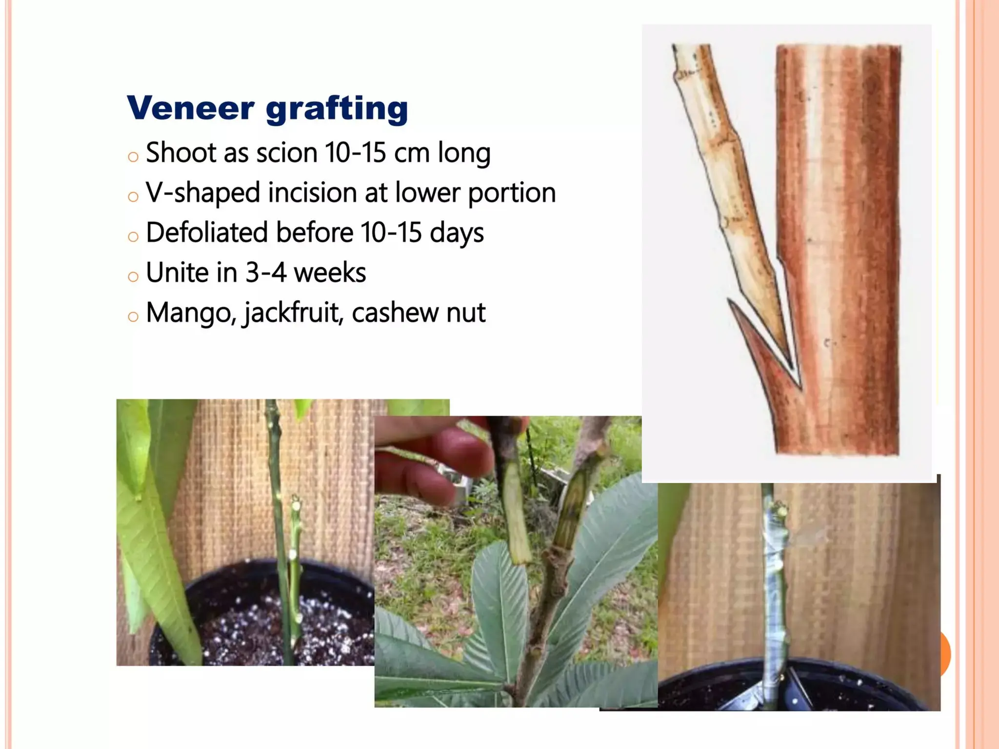 Use of vegetative propagation methods.pptx