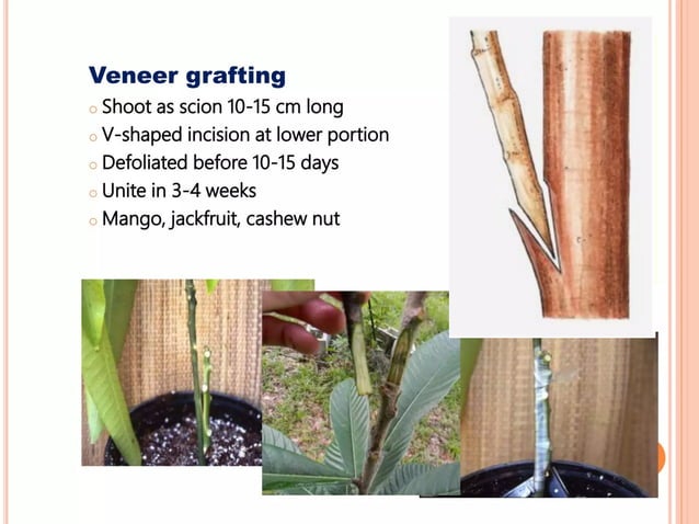 Use of vegetative propagation methods.pptx