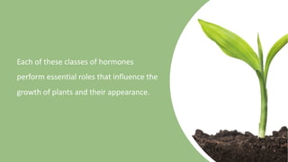 Use Plant Hormones for a More Beautiful Landscape | PDF