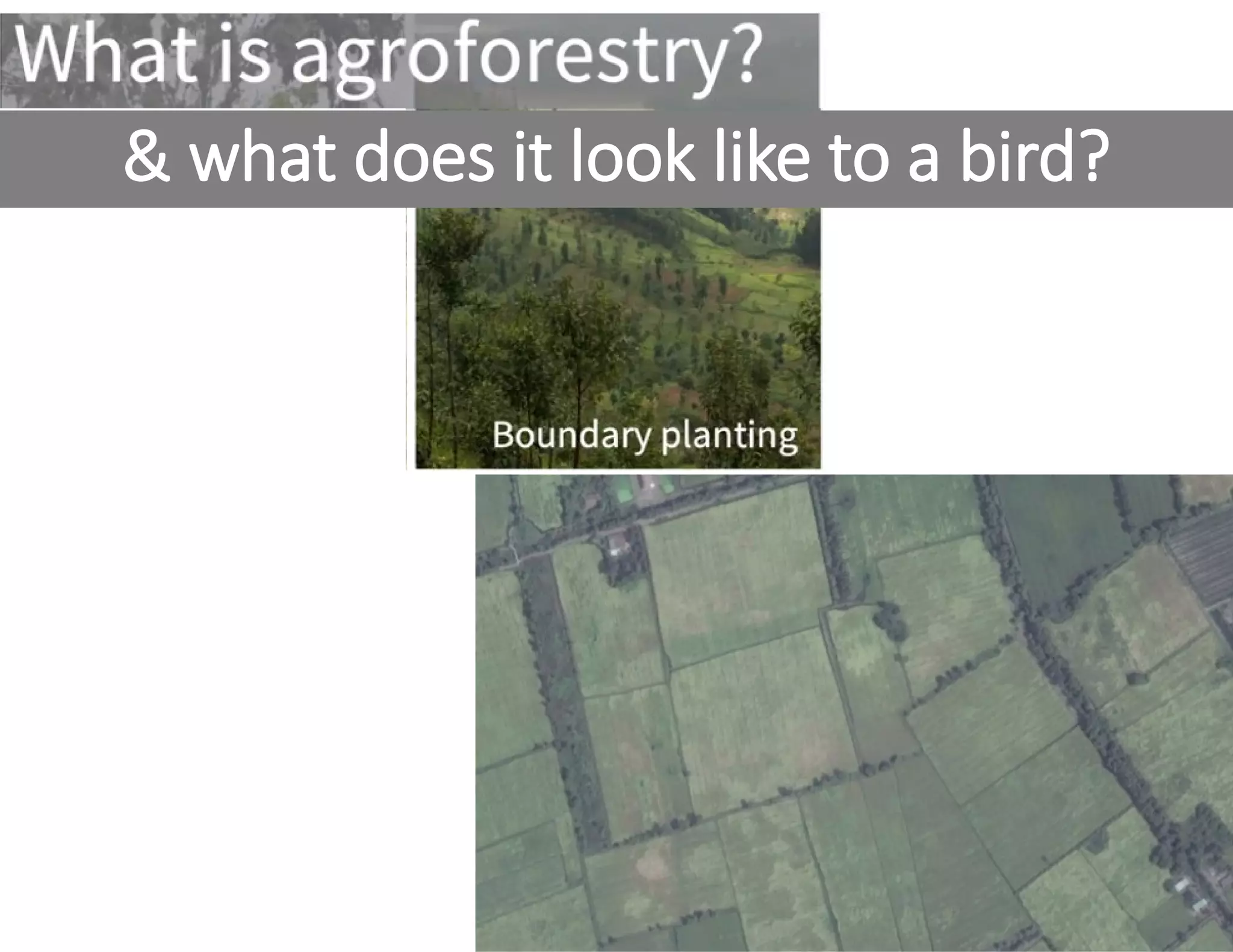 User friendly and cost-effective approach to identifying agroforestry ...
