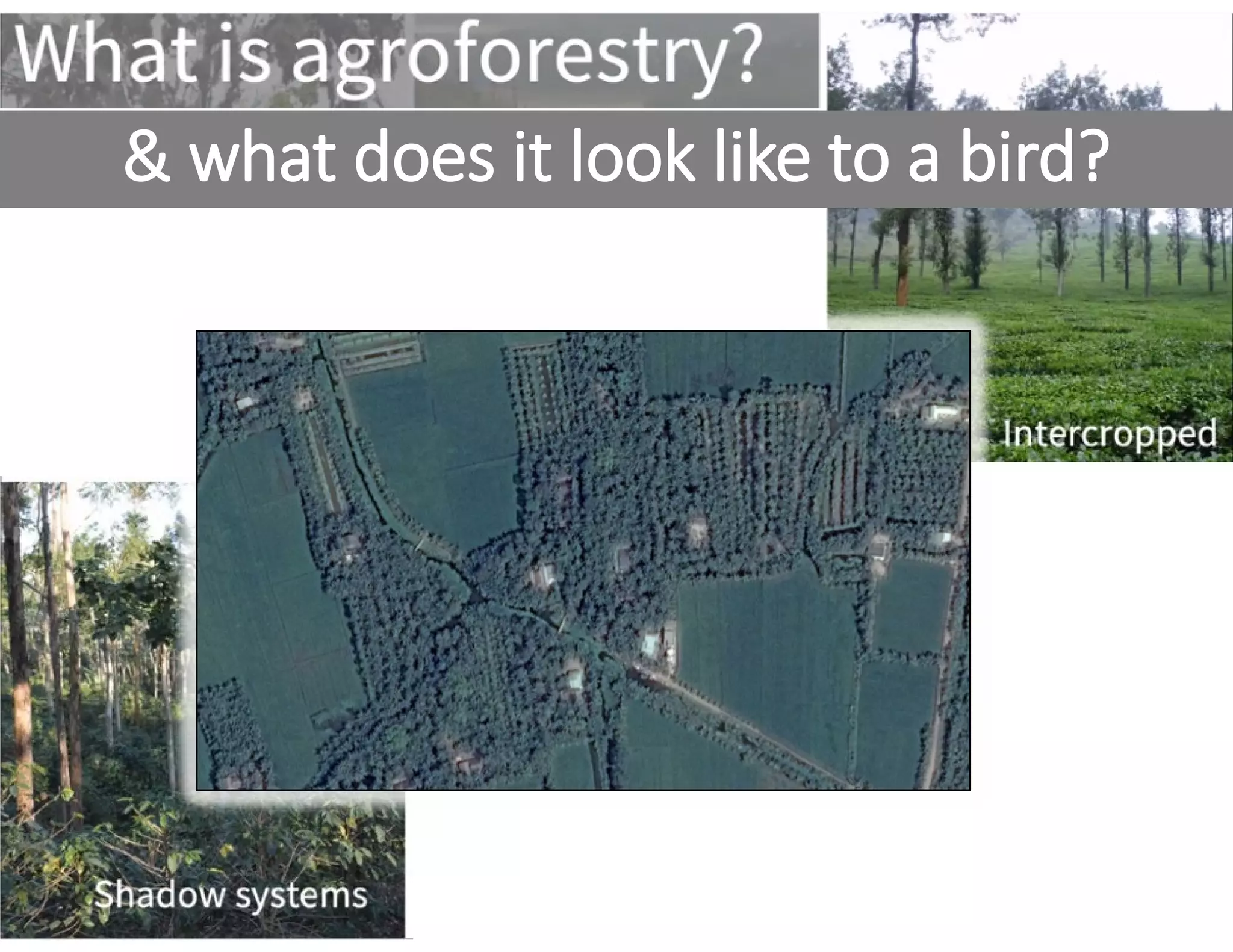 User friendly and cost-effective approach to identifying agroforestry ...