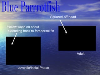 Parrotfish | PPT