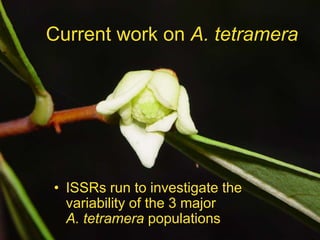 Asimina tetramera population genetics | PPT