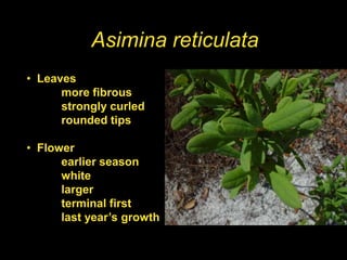 Asimina tetramera population genetics | PPTX