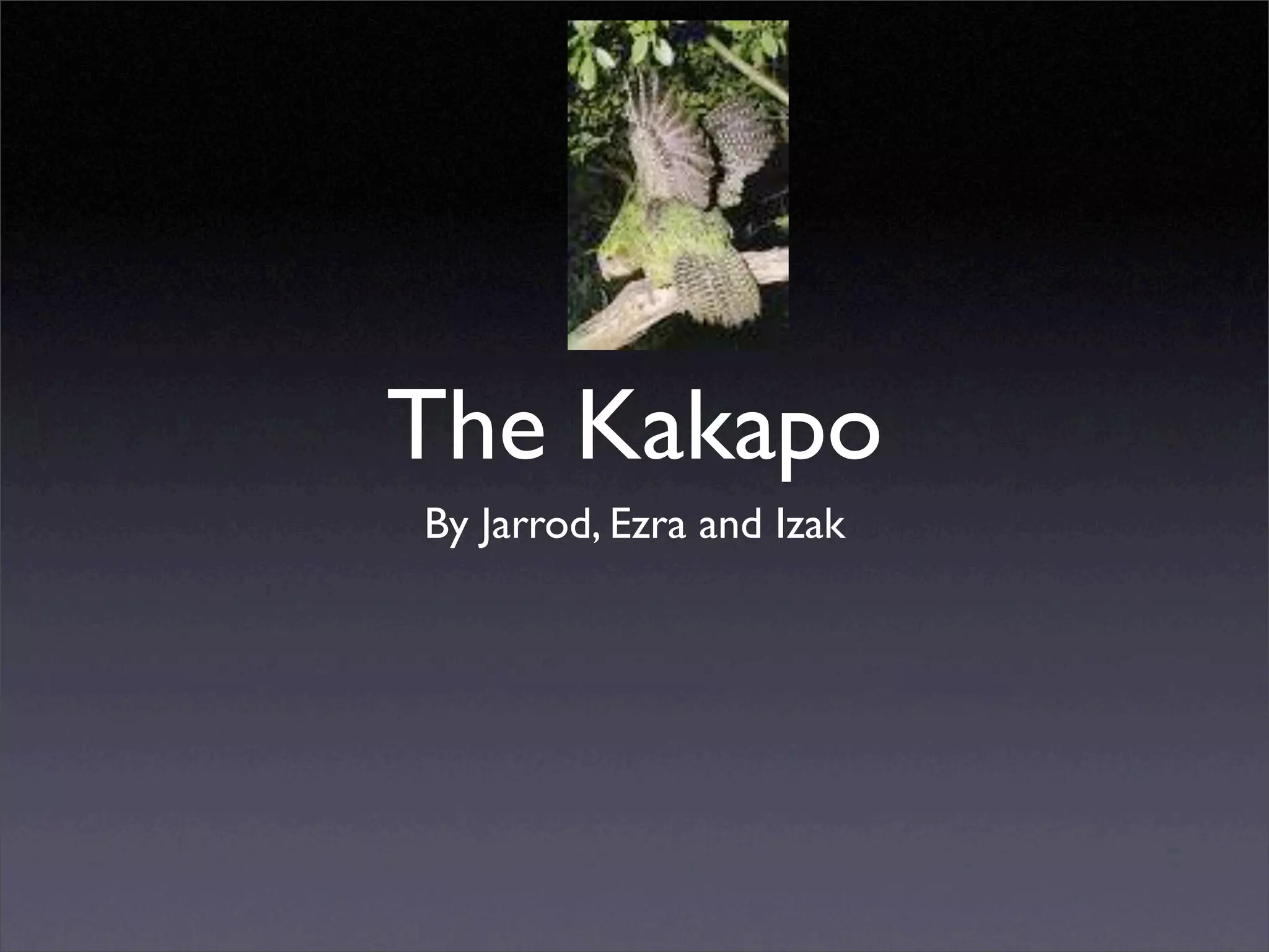Kakapo slideshow by Izak and Ezra | PDF