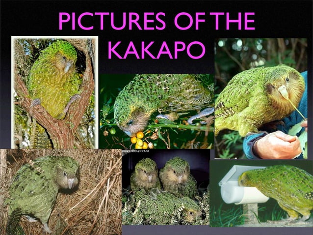 Kakapo slideshow by Izak and Ezra | PDF