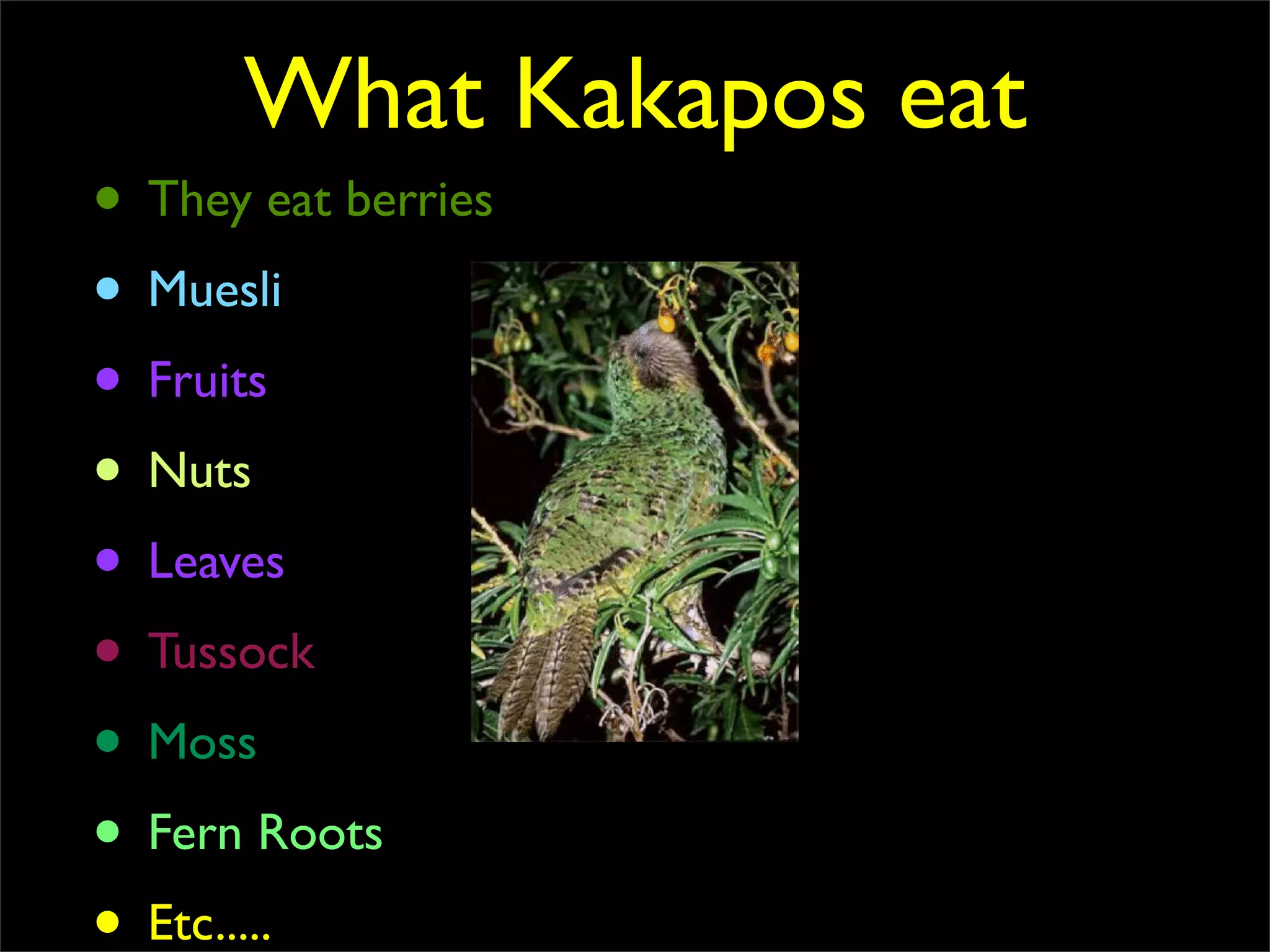 Kakapo slideshow | PDF