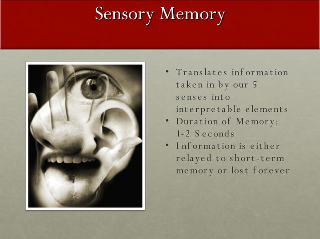 Atkinson & Shiffrin's Multi-Store Model of Memory | PPT