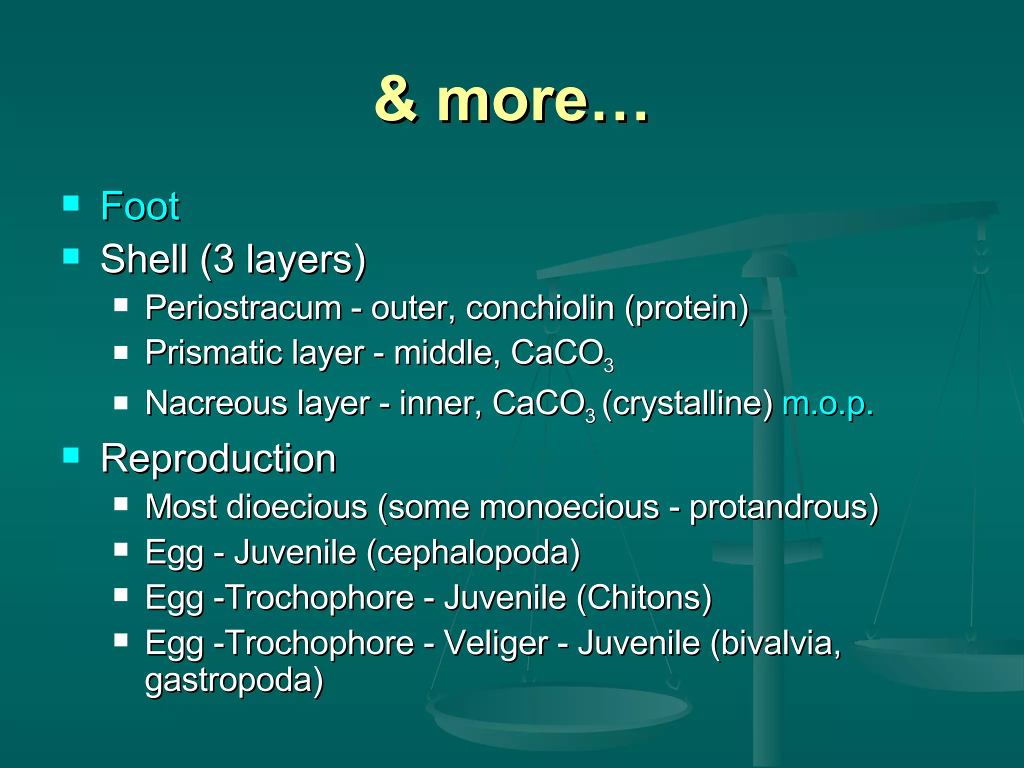 molluscs | PPT