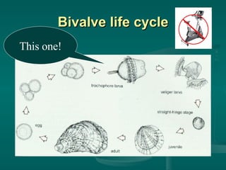 molluscs | PPT