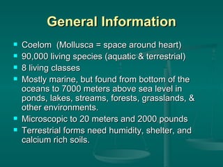 molluscs | PPT