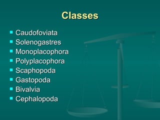 molluscs | PPT