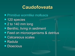 molluscs | PPT