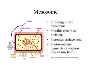 CELL STRUCRURE | PPT