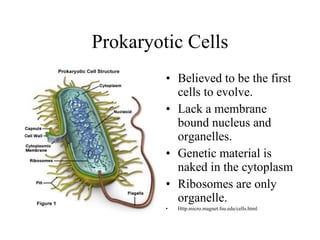 First Prokaryotes