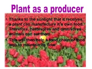 Uses Of Plant | PPT
