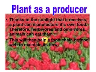 Uses Of A Plant | PPT | Agriculture | Industries