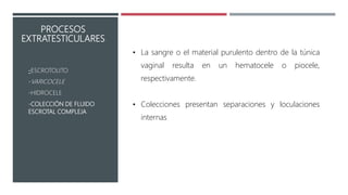 ULTRASONIDO ESCROTAL (US TESTICULAR) | PPTX