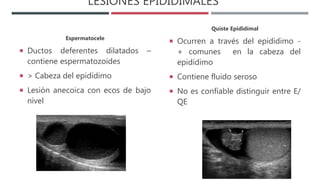 ULTRASONIDO ESCROTAL (US TESTICULAR) | PPTX