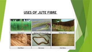Manufacturing jute fibres and there uses | PPTX