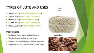 Manufacturing jute fibres and there uses | PPTX