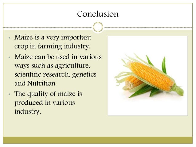 Uses of maize and its Functions