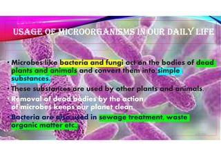 Useful Microorganisms In Our Daily Life