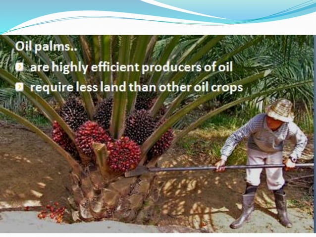 Uses of palm oil in food products | PPT