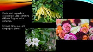 Uses of plants | PPTX