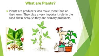 Uses of Plants Khushi Bose VI - C | PPSX