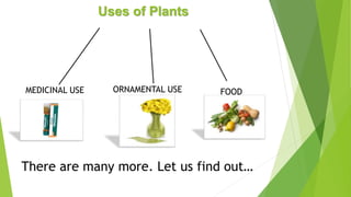 Uses of Plants Khushi Bose VI - C | PPSX