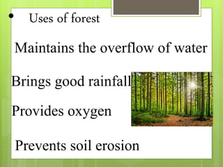 Uses of Forest.pptx