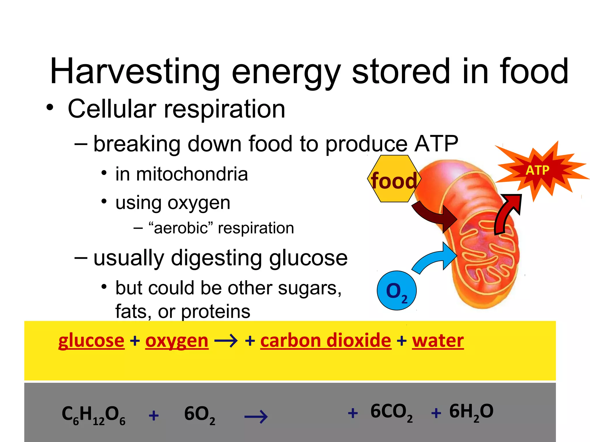 Use this one_respiration & fermentation | PPT