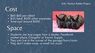 SAE Market Rabbit Project VATAT 2023 (3).pptx