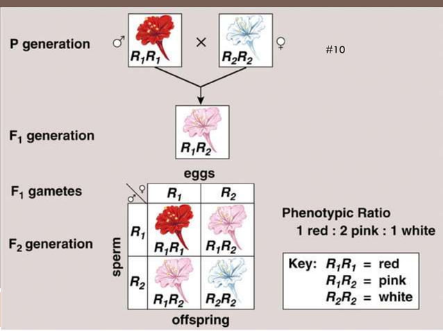 Genetic Disorders and Variations on Mendel's Principles