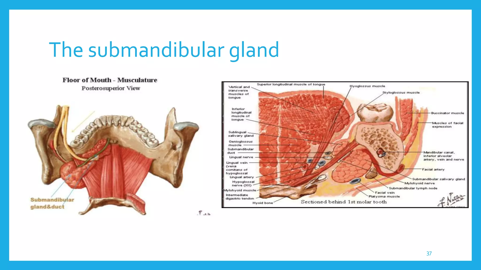 Ultrasonography - Head and Neck applications | PPTX