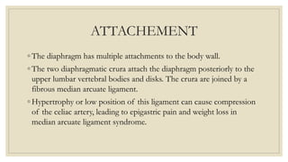 ULTRASONOGRAPHY OF DIAPHRAGM AND ITS CLINICAL IMPLICATION | PPTX