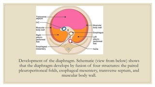 ULTRASONOGRAPHY OF DIAPHRAGM AND ITS CLINICAL IMPLICATION | PPTX