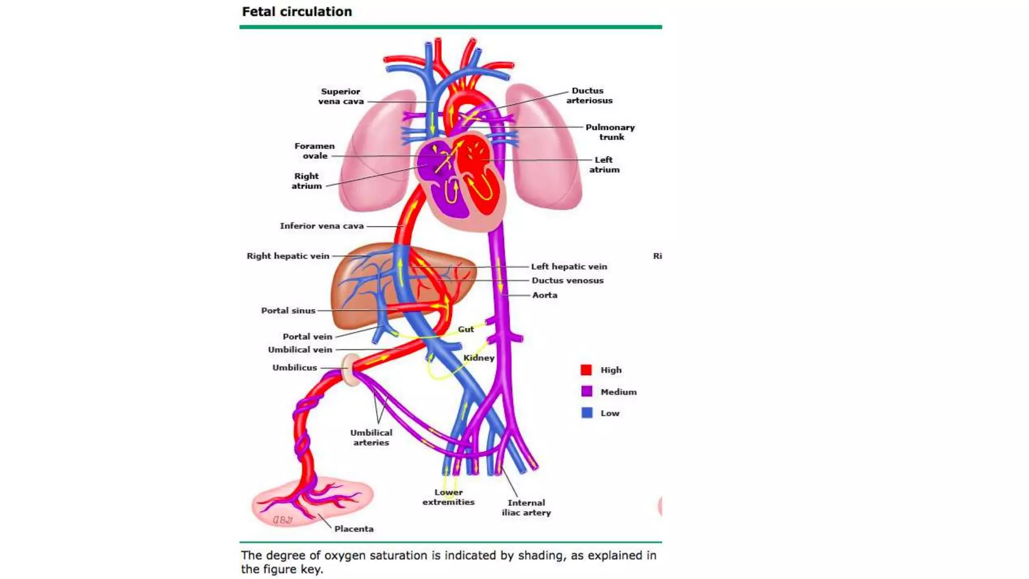 Doppler Ultrasound of Umbilical Artery | PPTX