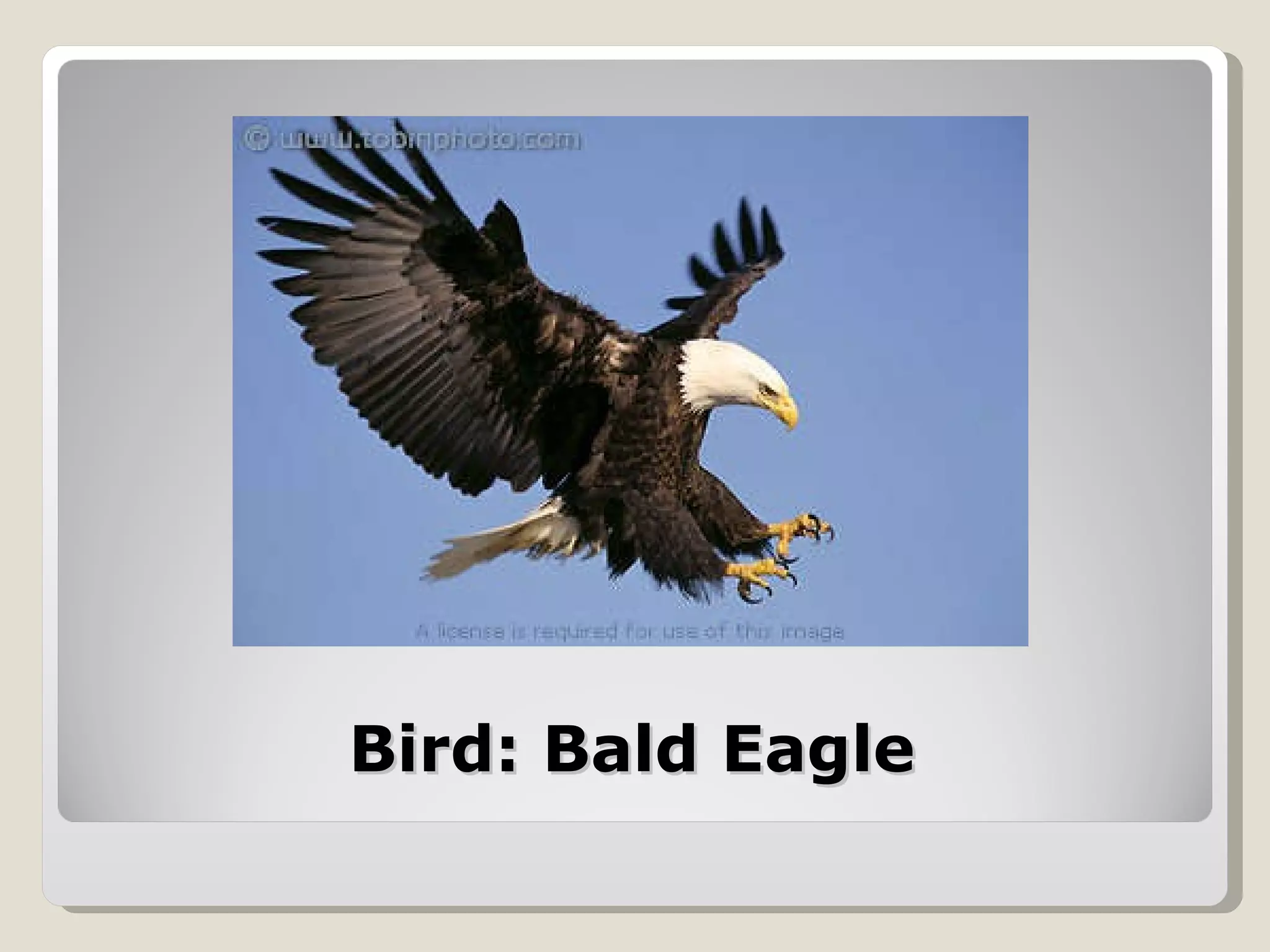 US Geography Powerpoint | PPT