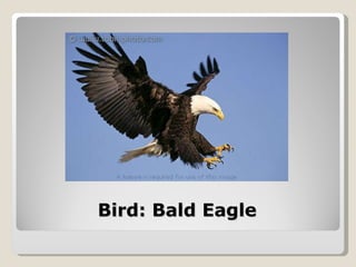 US Geography Powerpoint | PPT