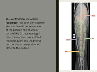USG GI tract of dog prepare by dr.Pravin Chaudhary.pptx