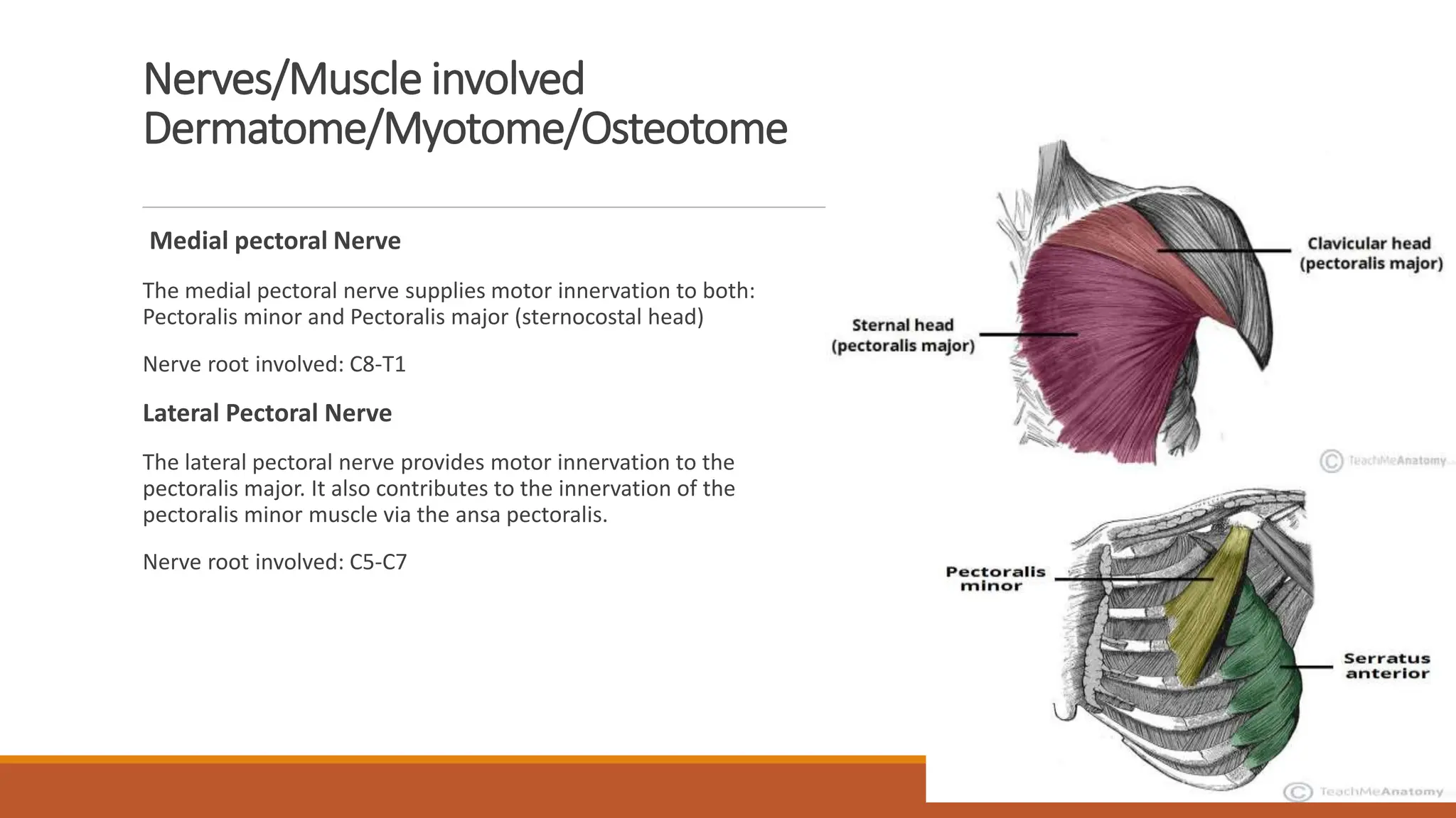 USG GUIDED NERVE BLOCKS PEC 1 PEC 2 BLOCK | PPTX