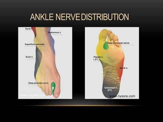 Ultrasound guided nerves block | PPTX | Death, Injury, or Military ...