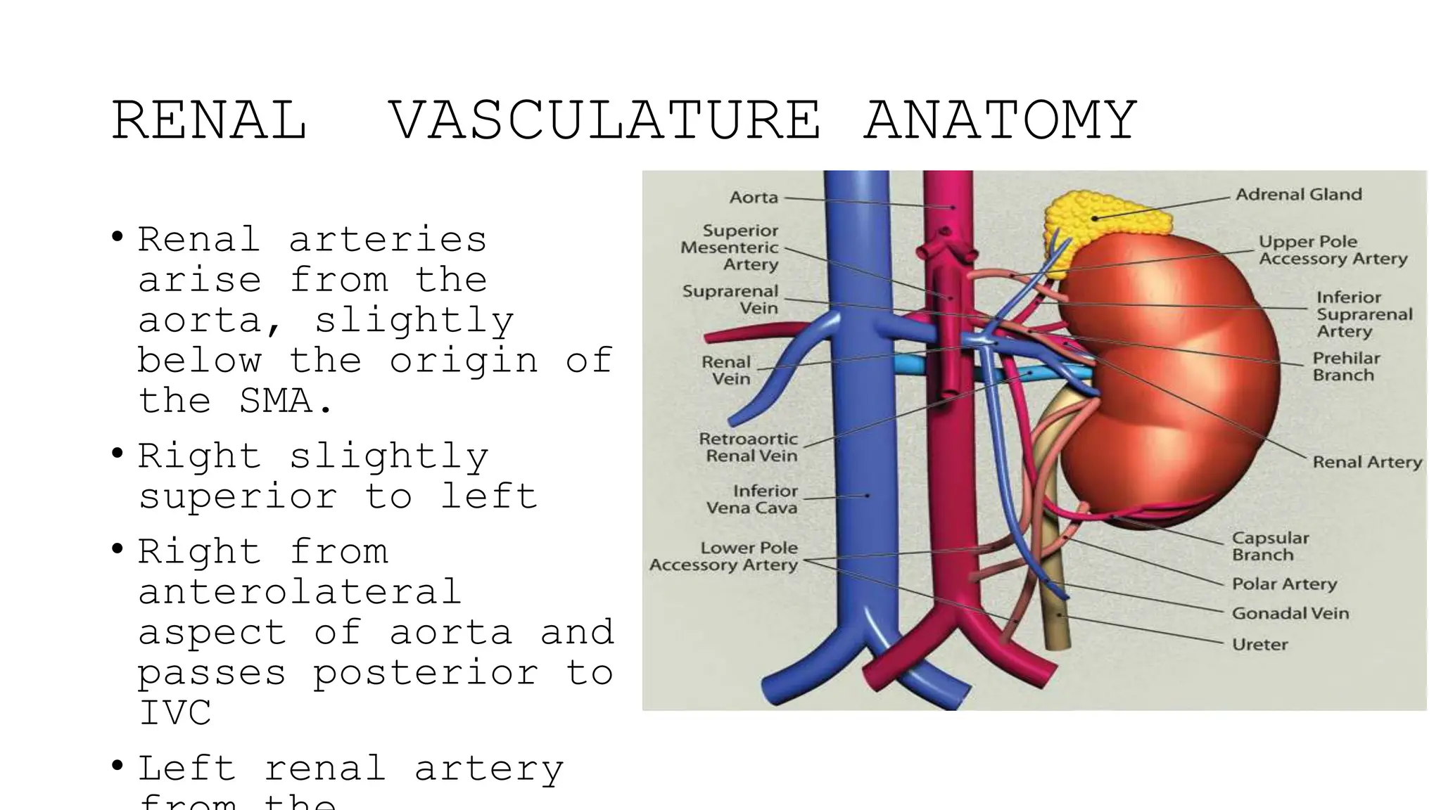 Ultrasound of renal hyperTension and Doppler findings | PPT
