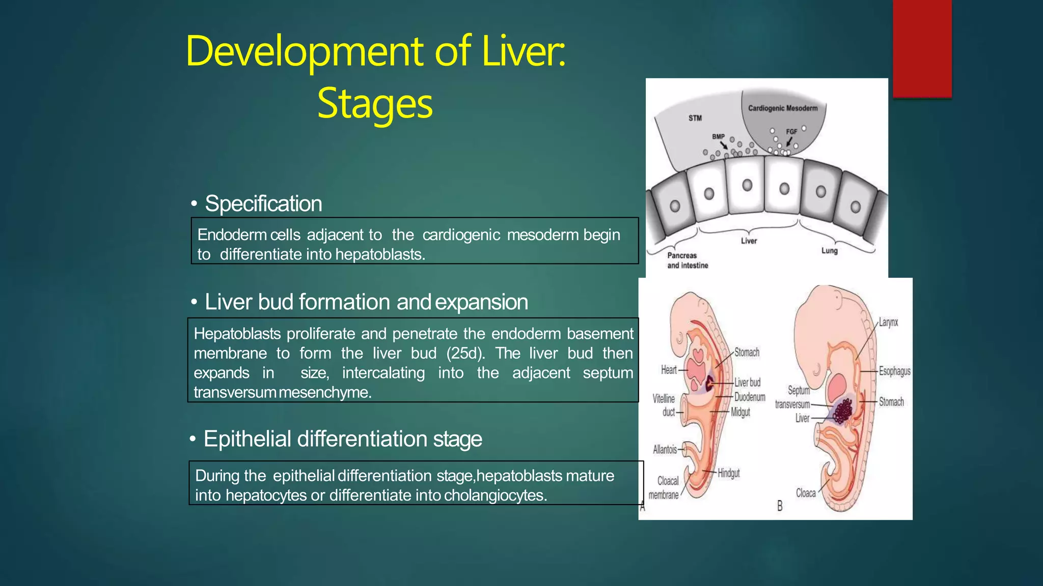 Ultrasonography of liver | PPTX