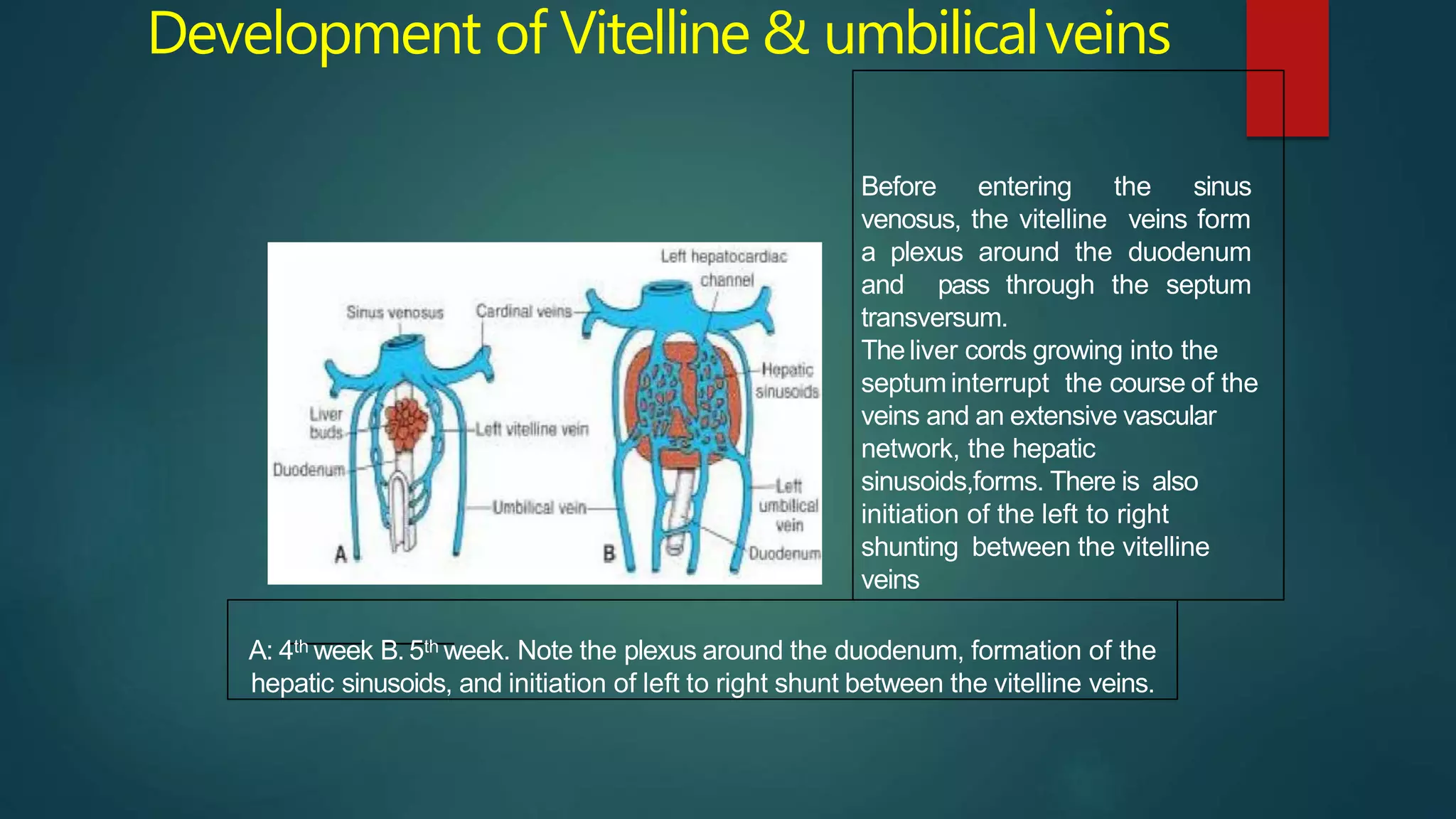 Ultrasonography of liver | PPTX